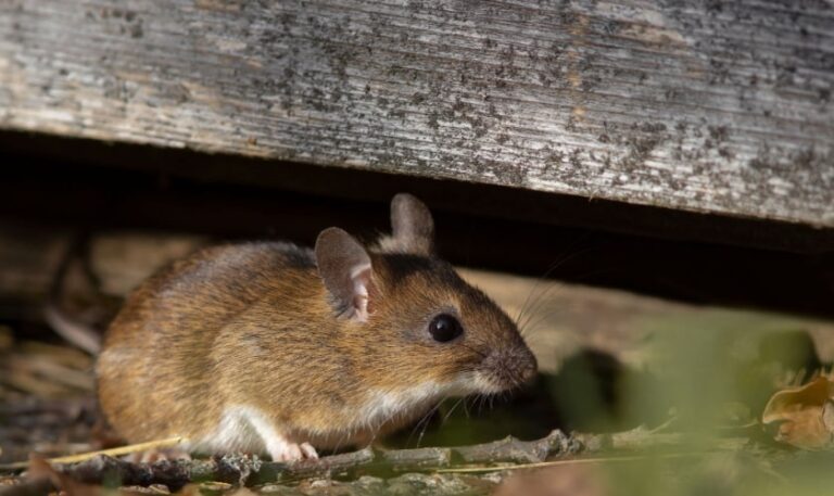 Rodent Control in Ontario | Mouse & Rat Exterminator